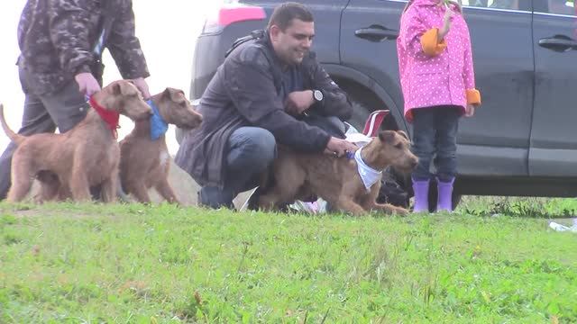 Ирландские терьеры : "Курсинг на троих "осень 2016