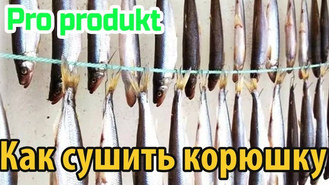 Как сушить корюшку