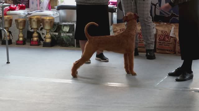 Ирландские терьеры :  Романтик МИХАРТ , хендлинг и выставка   впервые.