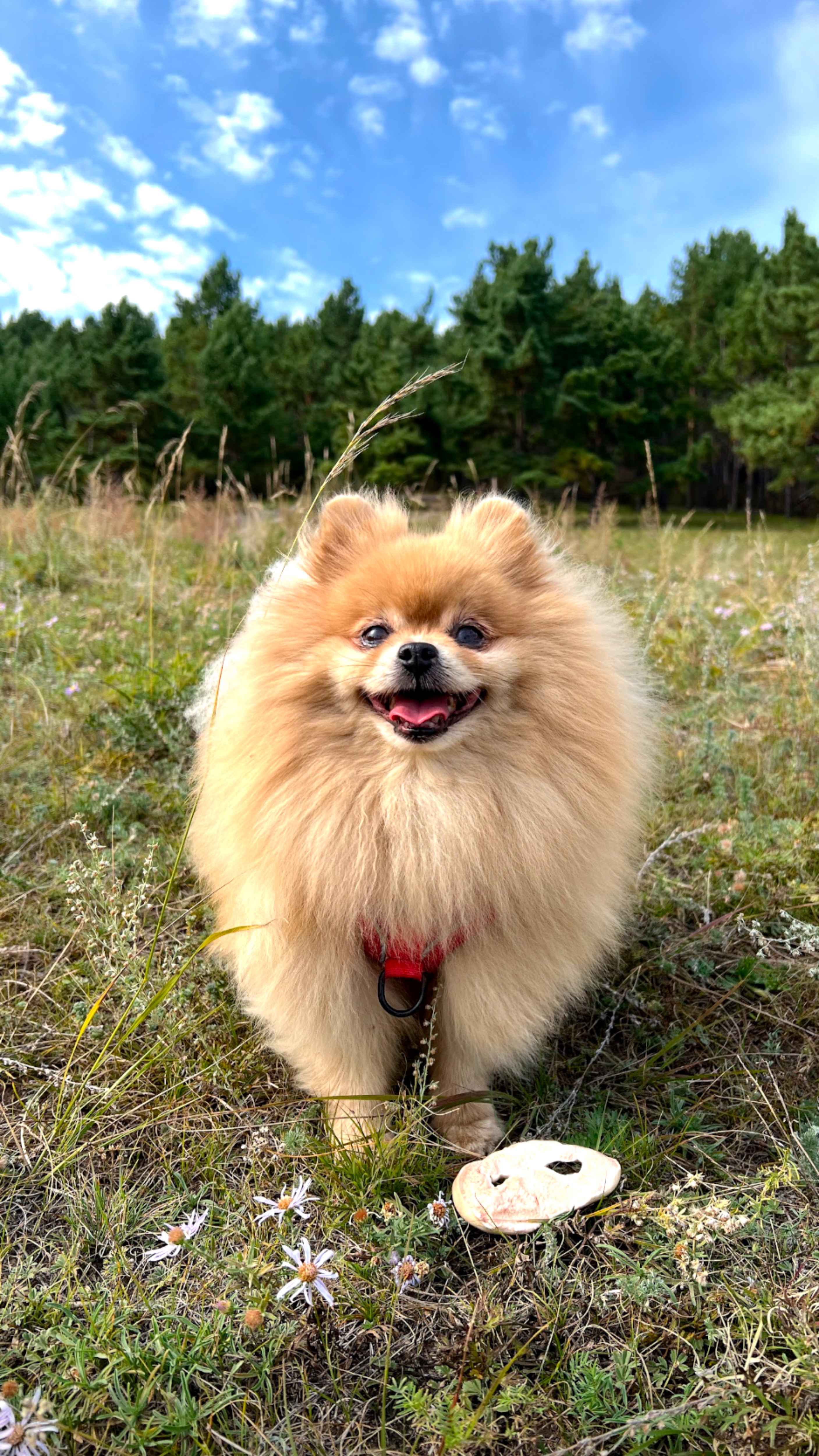 Пикник на природе для Басеньки!