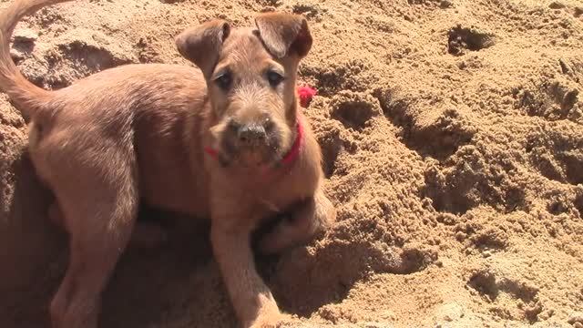 Ирландские терьеры : Супер щенок -Принцесса Ягда