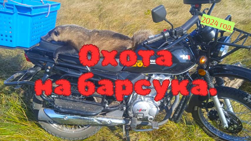 Охота на барсука. 2024 год.