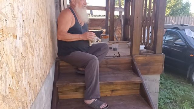 Лечим лишай у котенка своими руками. Самый простой способ выявления и лечения лишая у кошек.