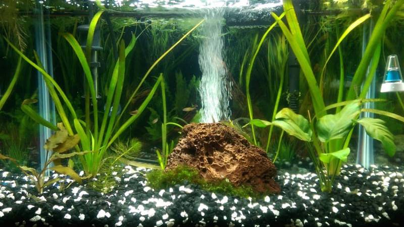 Аквариум для начинающих Аэрация аквариума Аквариумный аэратор своими руками