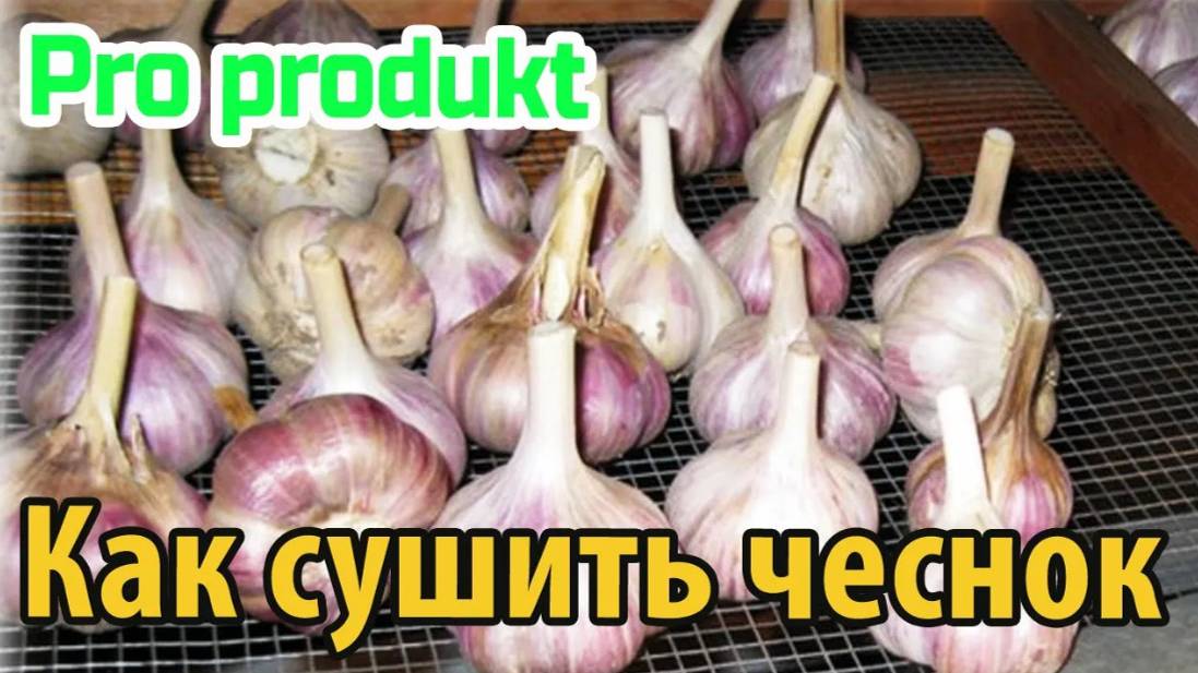Как сушить чеснок