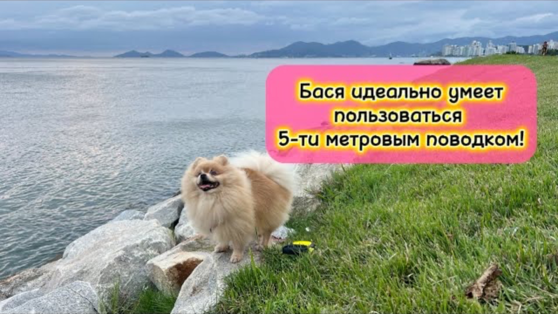 Бася идеально умеет пользоваться 5-ти метровым поводком