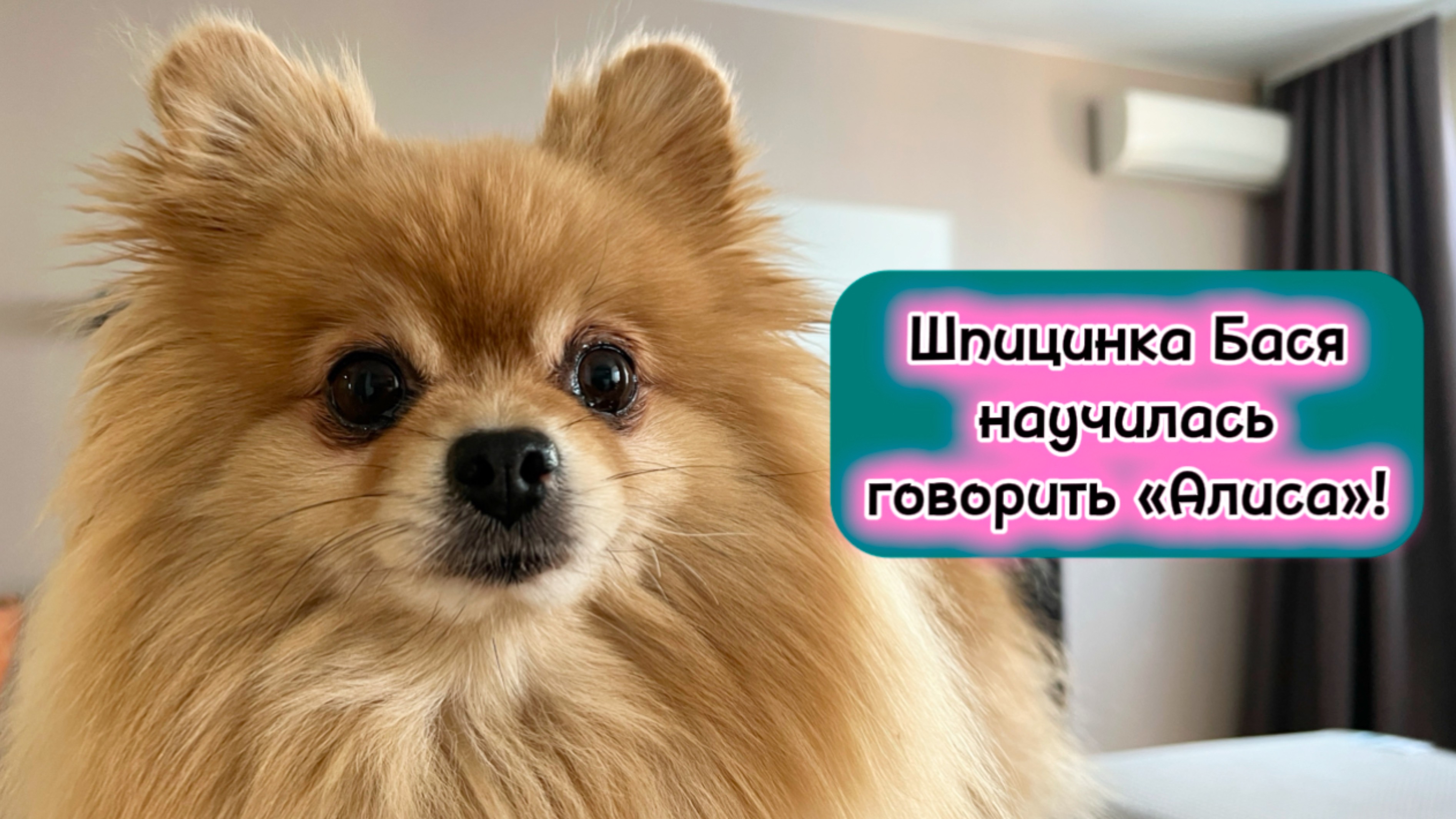 Шпицинка Бася научилась говорить «Алиса»!
