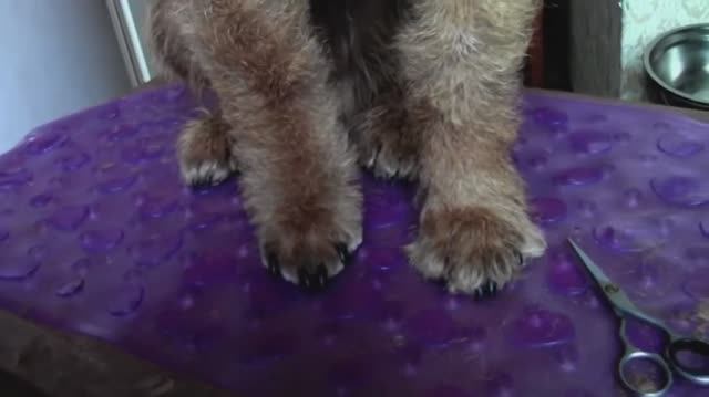 Ирландские терьеры : ТРИММИНГ - "ДЕТАЛИ"