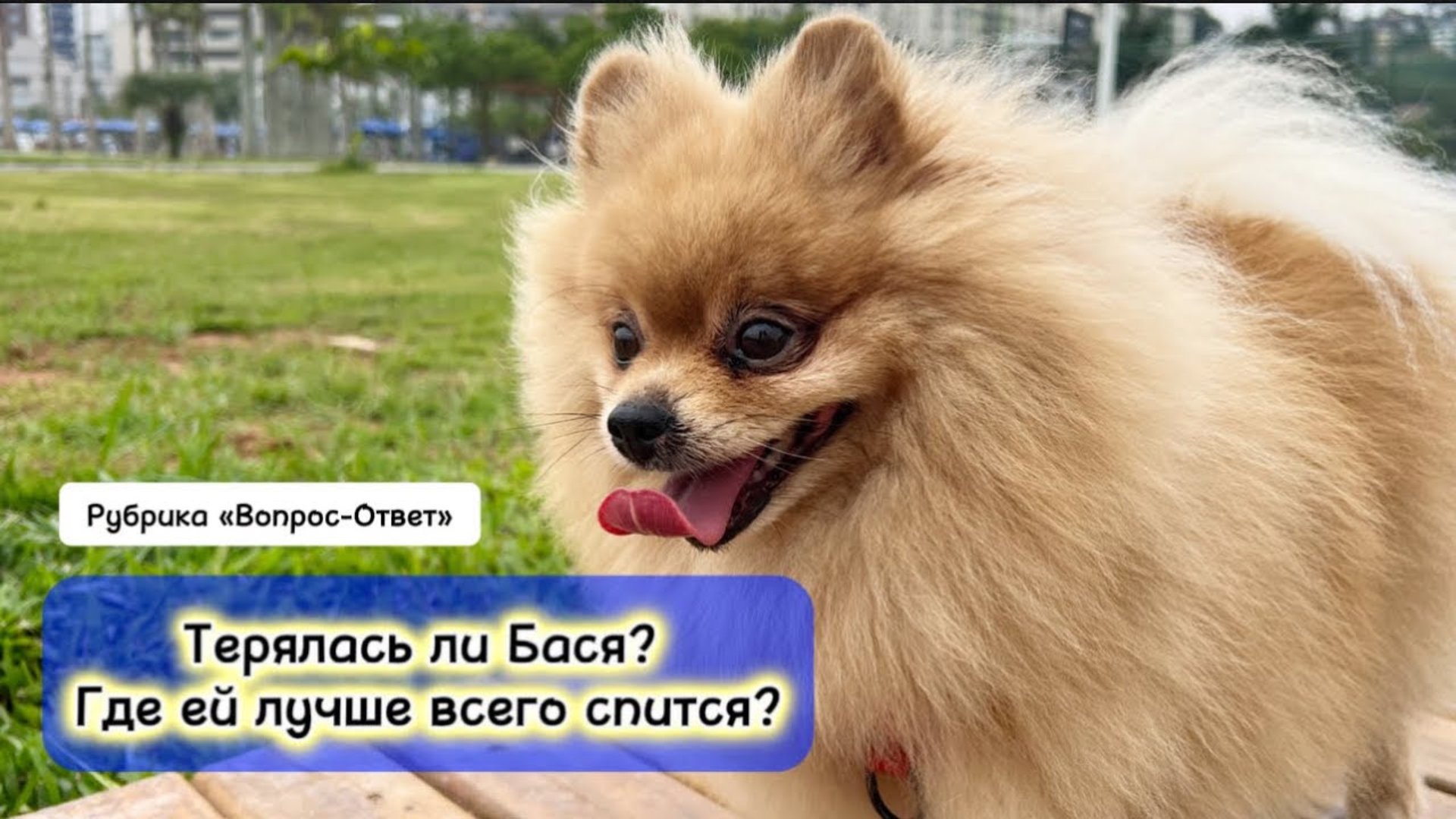 Теряется ли Бася? Где ей лучше всего спится?