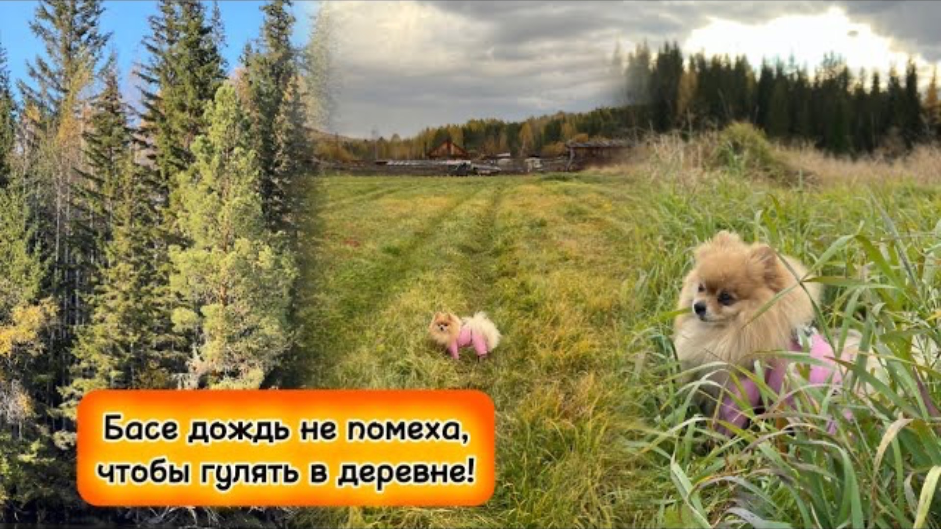 Басе дождь не помеха, чтобы гулять в деревне!