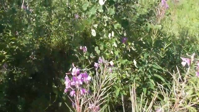 Охота капканами 159.красноголовики 2023 год.#грибы#тайга#заготовка_грибов#