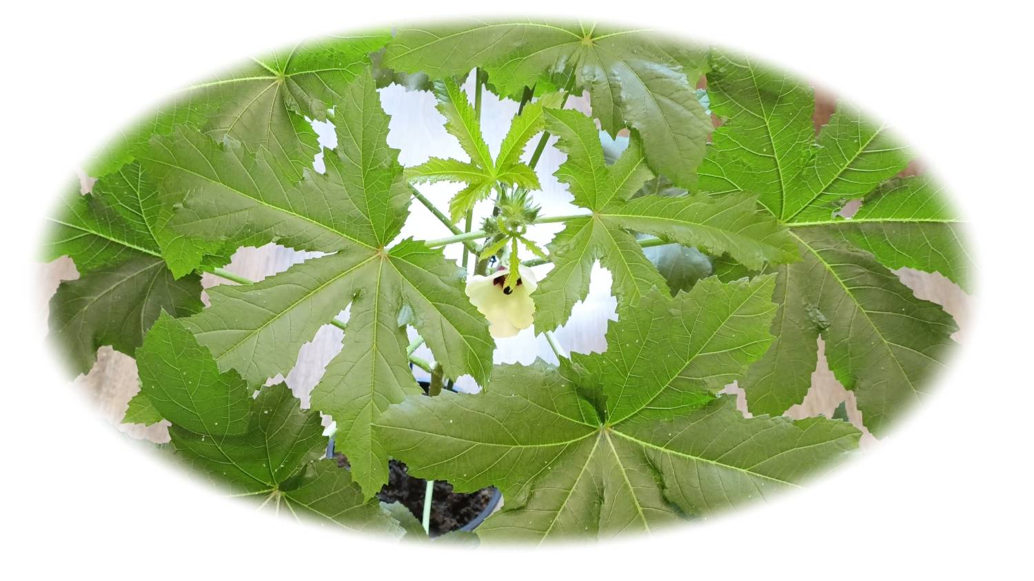 Опыт выращивания Бамии на окне зимой в горшке 7л