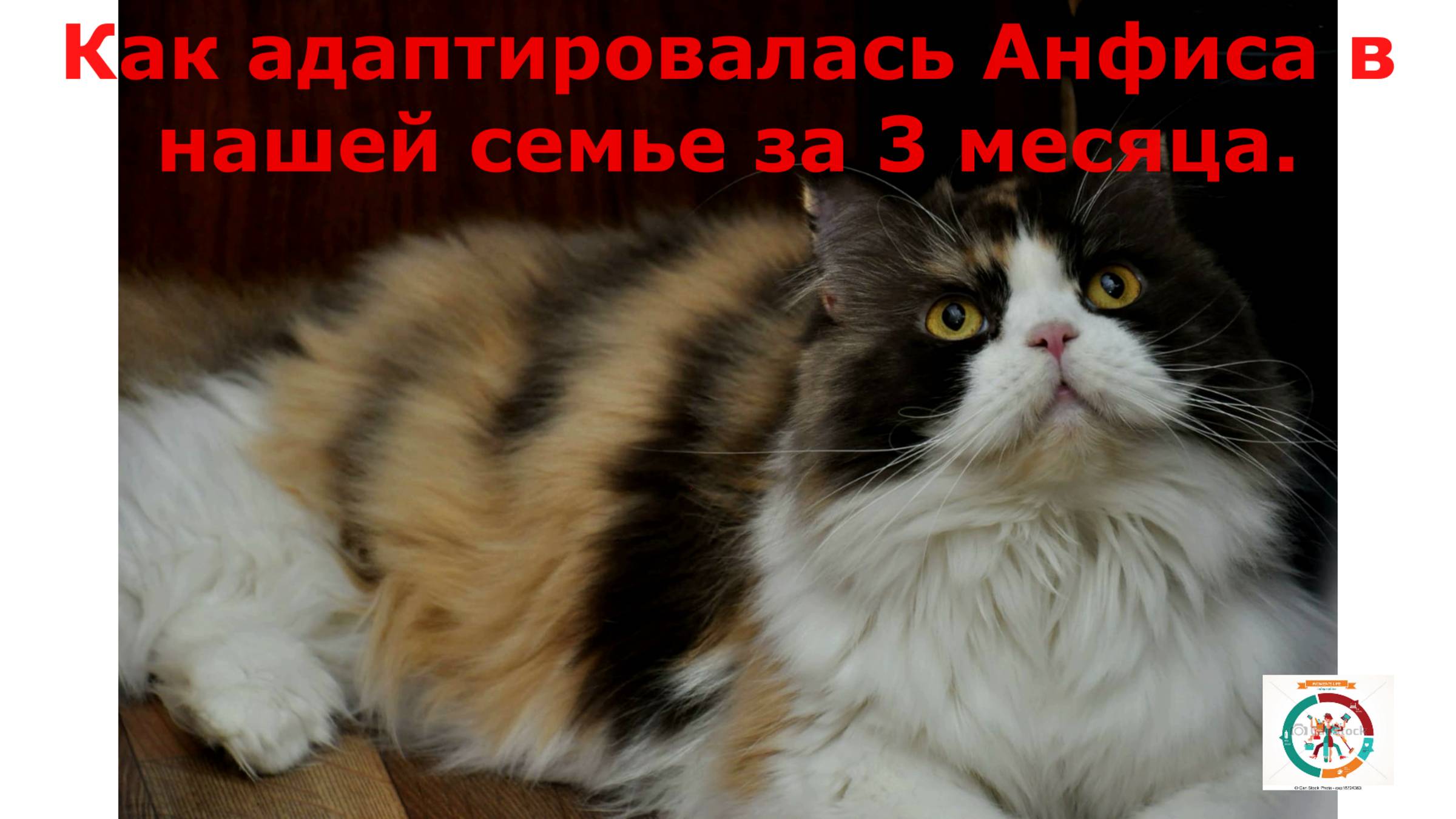 Адаптация  Кисы Анфисы в семье за 3 месяца.#топыкатегорий.