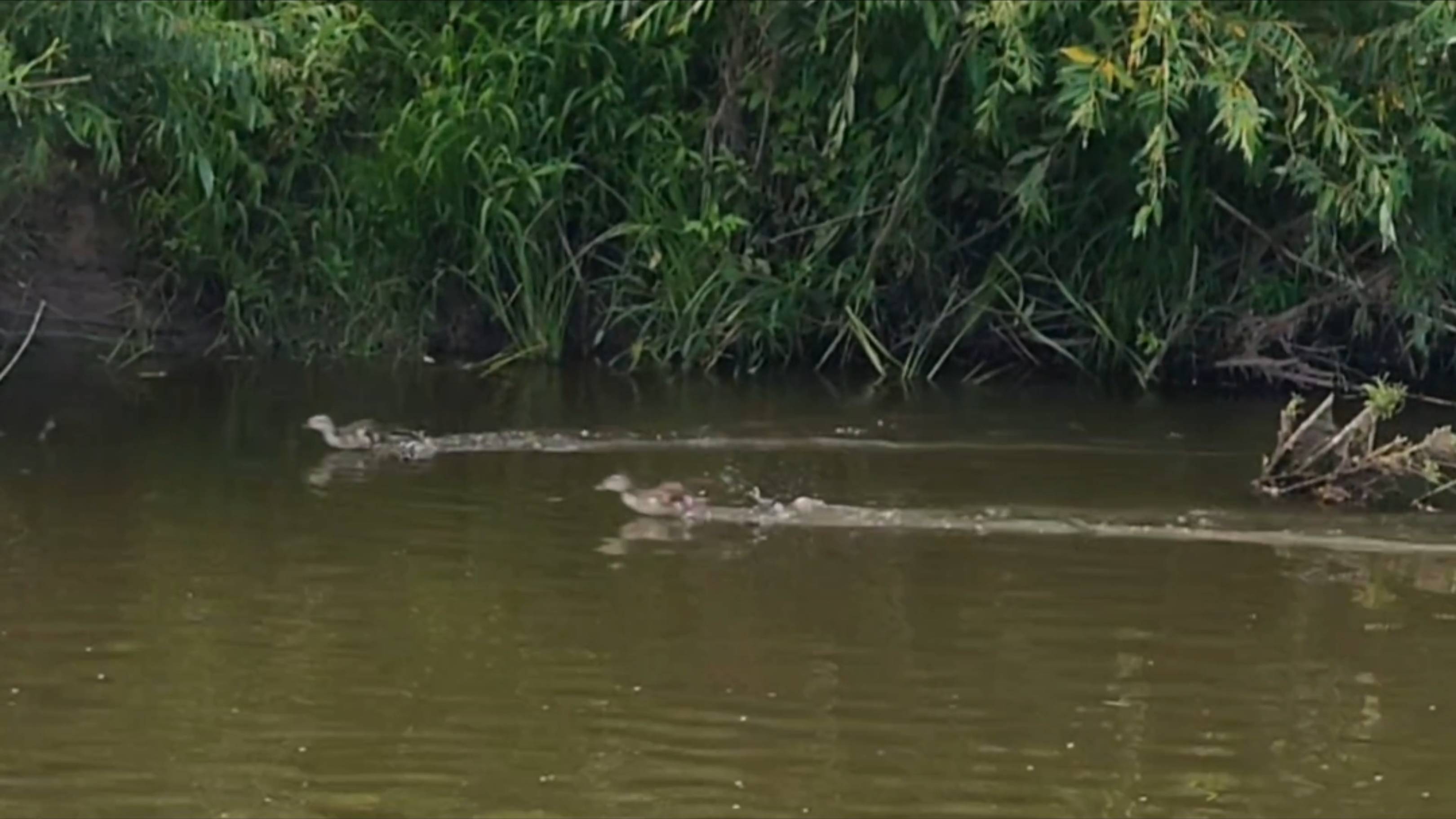 Скоростная эстафета трех утят. Утиные истории.