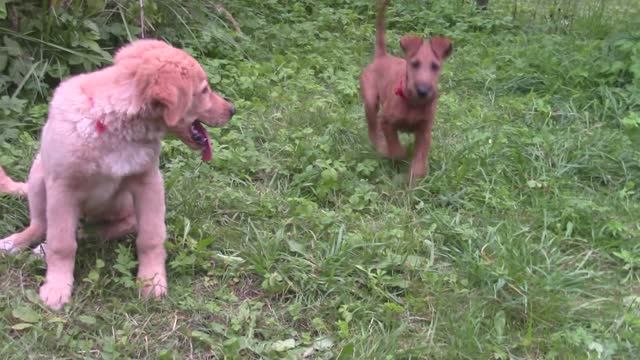 Ирландские терьеры : Две бандитки на большом газоне ...