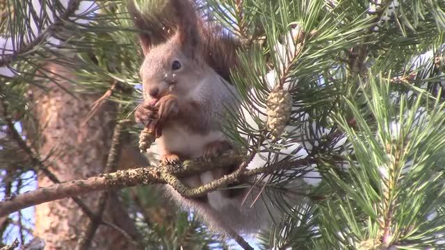 Ирландские терьеры :  ОБЖОРКА  зима 2017