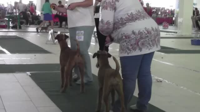 Ирландские терьеры :  на выставке собак Белые ночи 2 -2015