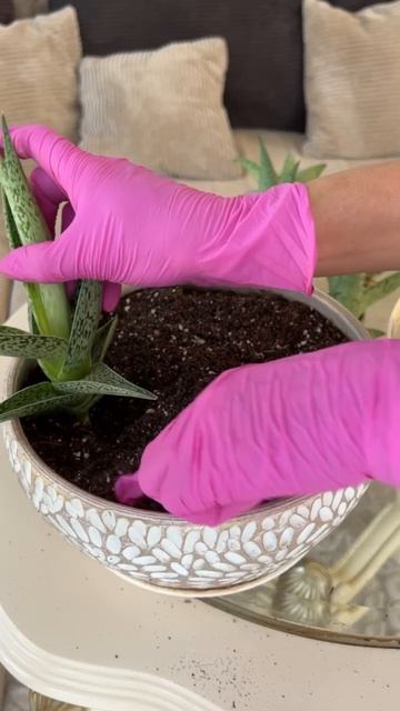 Алое - одно из самых интересных и крайне простых растений для выращивания на подоконнике