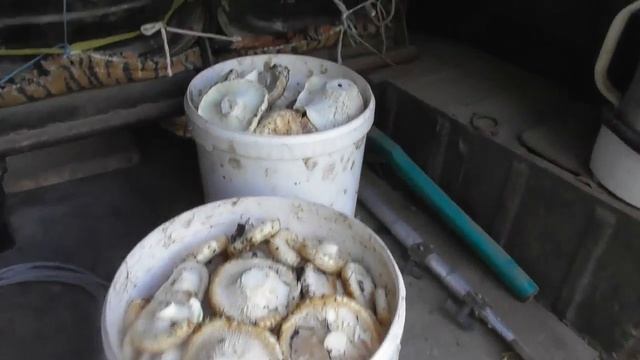 За груздями и белыми, #грузди#белые#лес#заготовка_грибов##