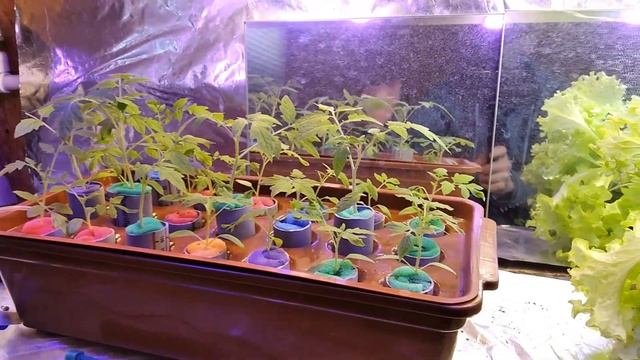 ВЫРАЩИВАНИЕ КЛУБНИКИ ДОМА на гидропонике. Купил сортовую  клубнику. Буду экспериментировать.