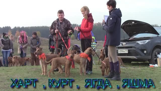 Ирландские терьеры : Беговой октябрь 2018" в оранжевом настроении"
