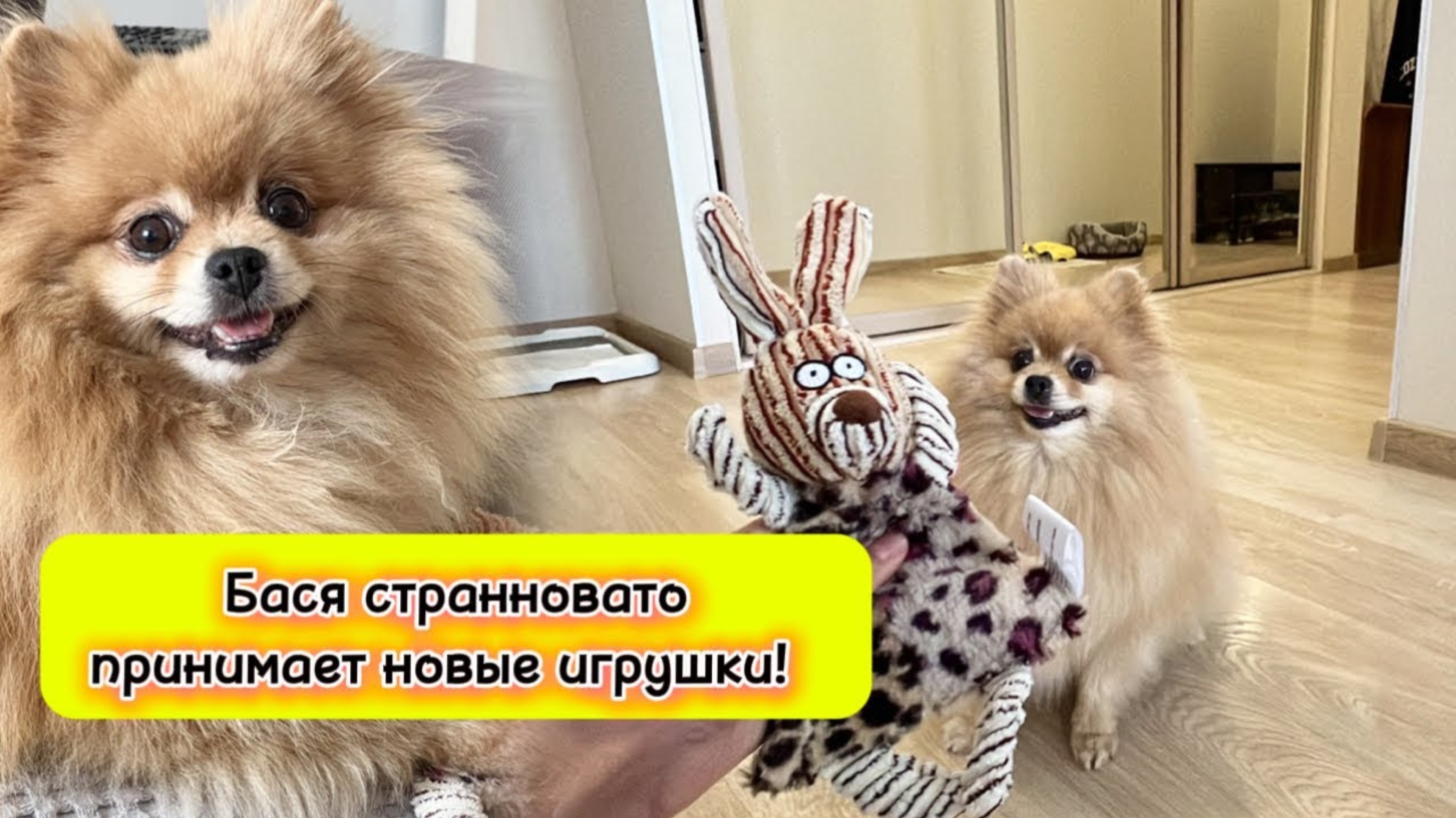 Бася странновато принимает новые игрушки!
