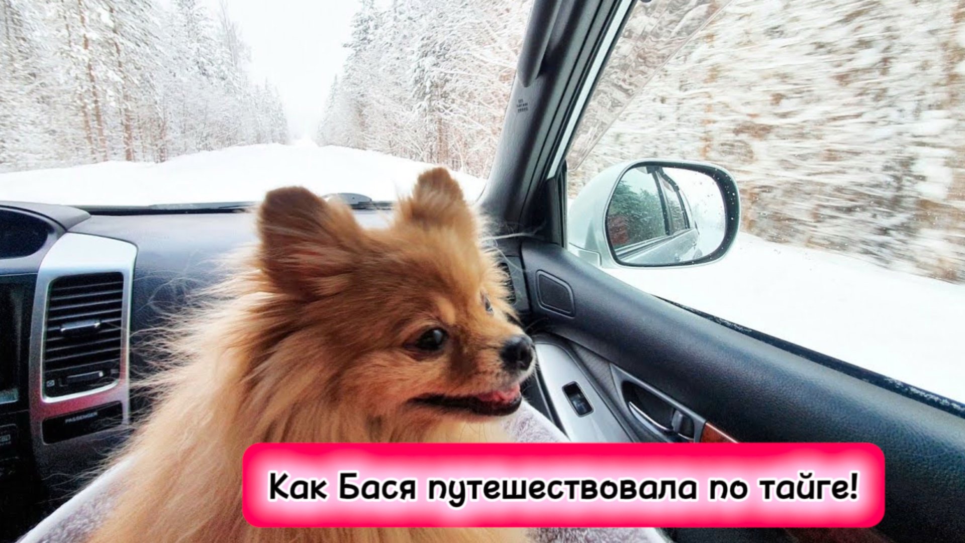 Как Бася путешествовала по тайге!