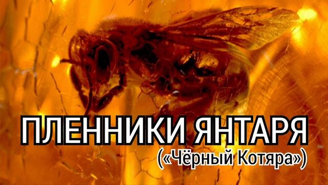 Пленники янтаря («Чёрный Котяра»)