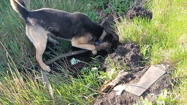 107) СОБАКа ОВЧАРКа по Кличке Верба, 07 мая 2023