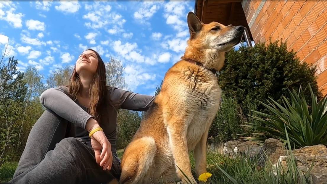Собака с волчьим билетом: собака динго