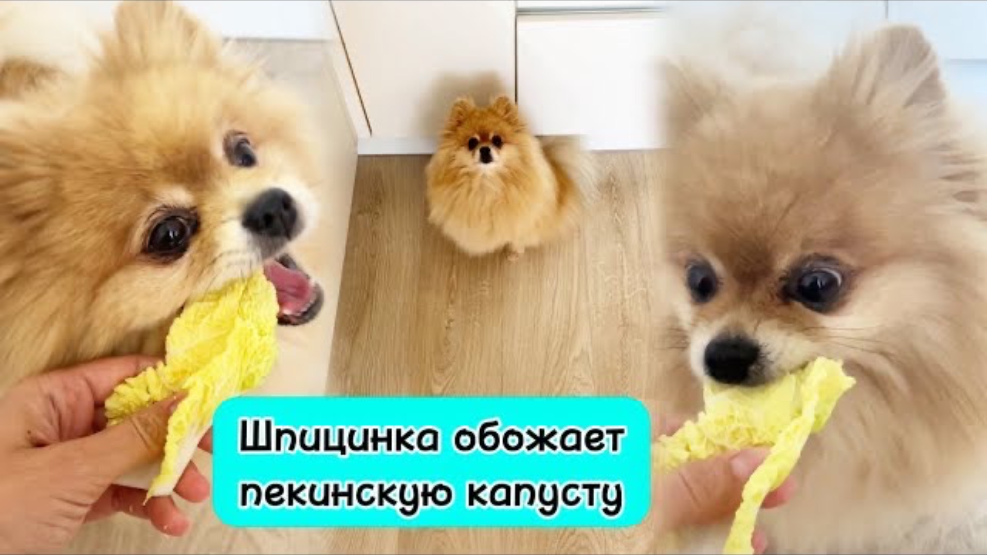 Шпицинка обожает пекинскую капусту!