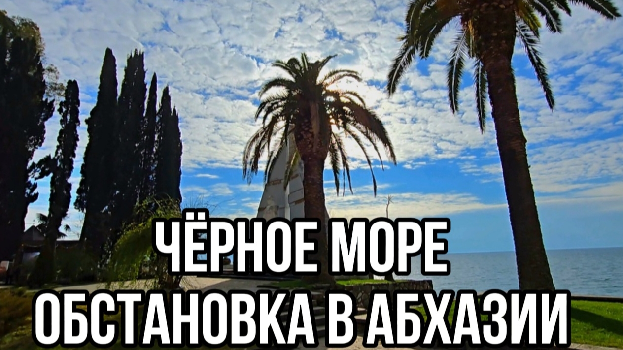 В Абхазии зацвела Мимоза. Ситуация со светом и отношение к русским в Абхазии. Абхазия 2025
