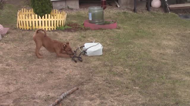 Ирландские терьеры : ПОШУМЕЛКИ  В ПОГРЕМЕЛКУ . Игра с щенком