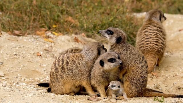 Один за всех и все за одного: как живут сурикаты