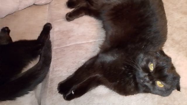 "Кошачье лежбище: Как наши пушистые отдыхают на высшем уровне! 😻✨"