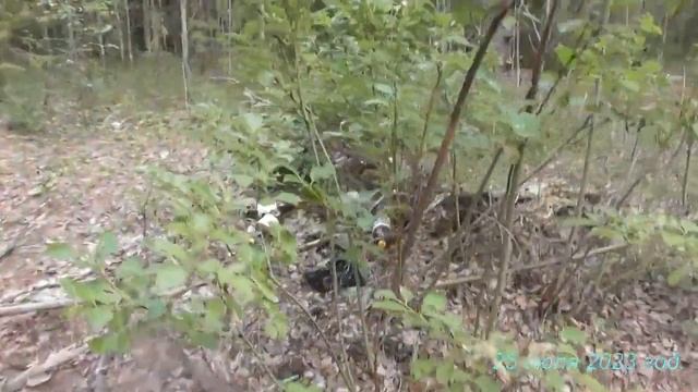 грибы снова пошли #грибы#лес#снова_грибы#