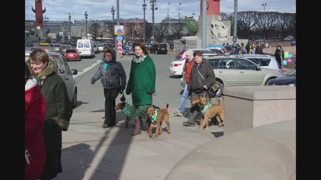 Ирландские терьеры : Зеленый день календаря 2016