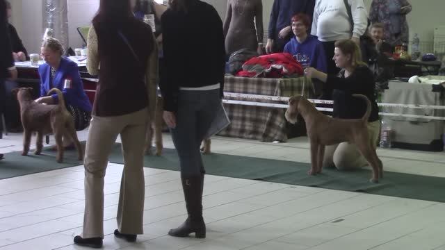 Ирландские терьеры :  на выставке "Белые ночи- 2  -2016"