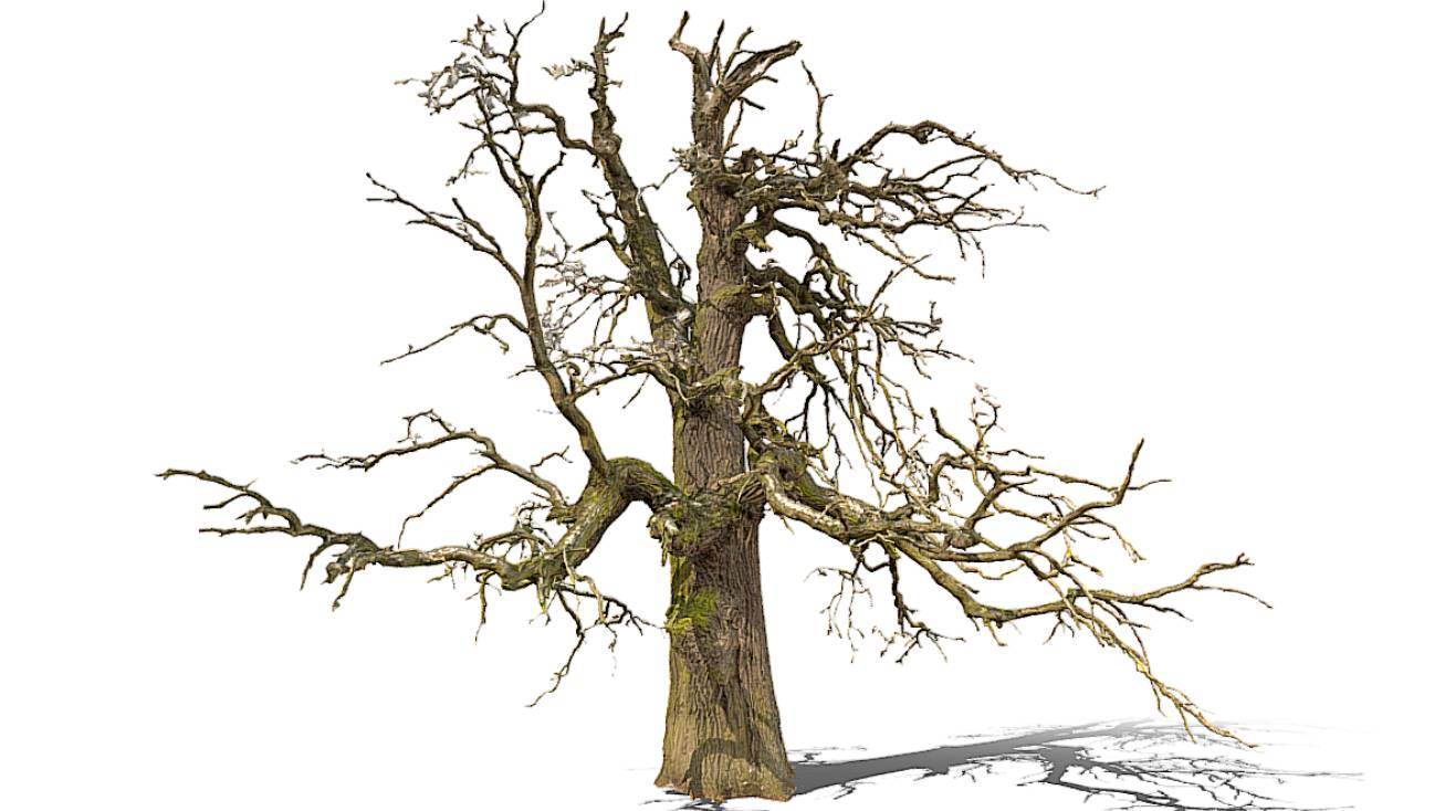 600-year-old dead oak - ENT 08 в 3D от archiwum_xyz