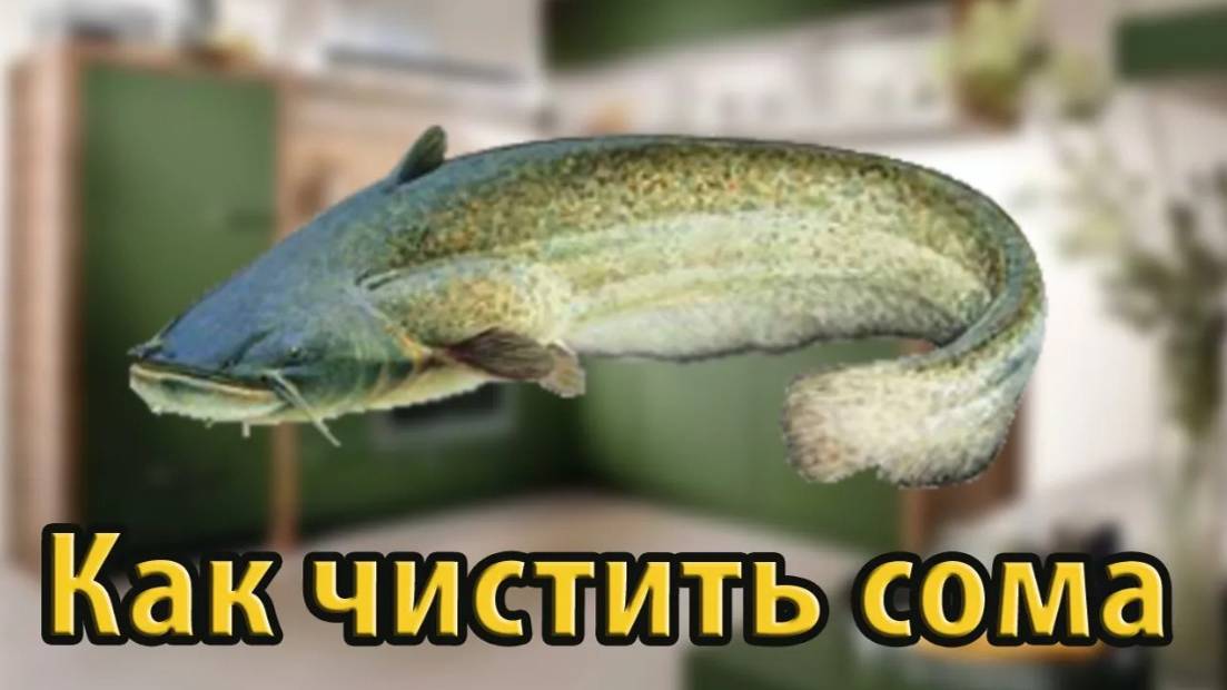 Как чистить сома