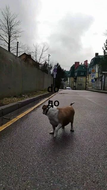 #польский_язык 📚✍️❤️ #Скороговорка_с_переводом_и_произношением🐕_#шорт