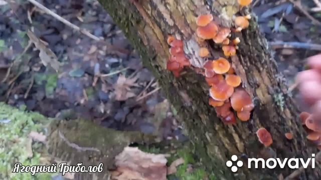 ❗Грибникам пришлось уйти из леса из-за стаи бродячих собак❗Курская область. 12.01.2025 г. ❗