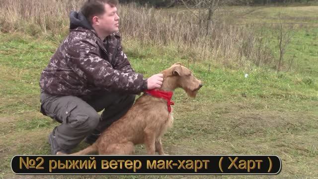 Ирландские терьеры : РЫЖИЙ КУРСИНГ  2016