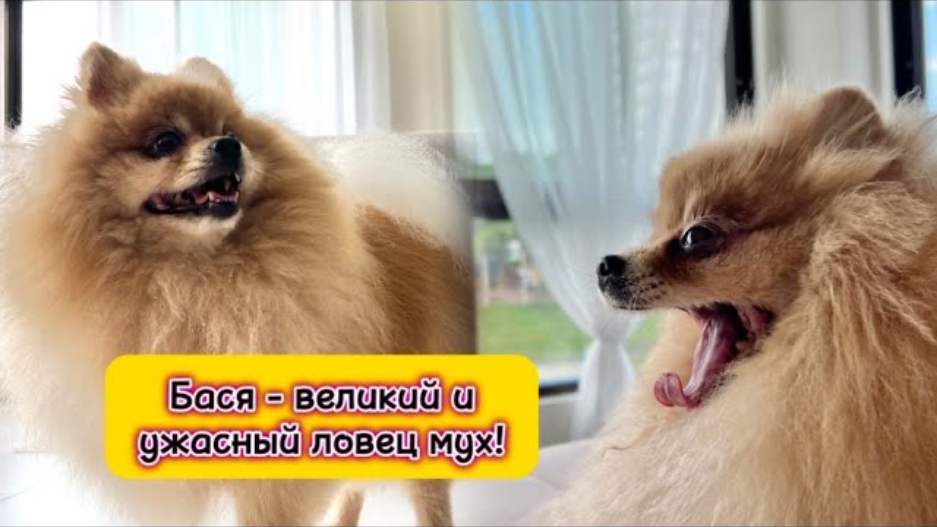 Бася - великий и ужасный ловец мух!