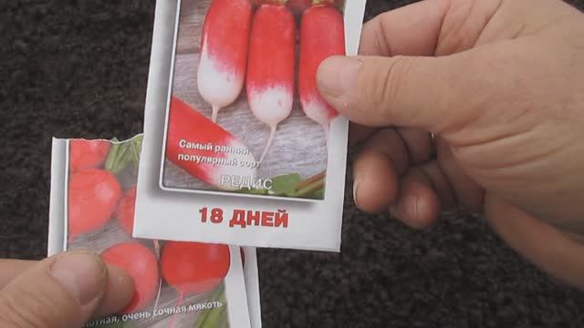 Редиска в теплице в марте