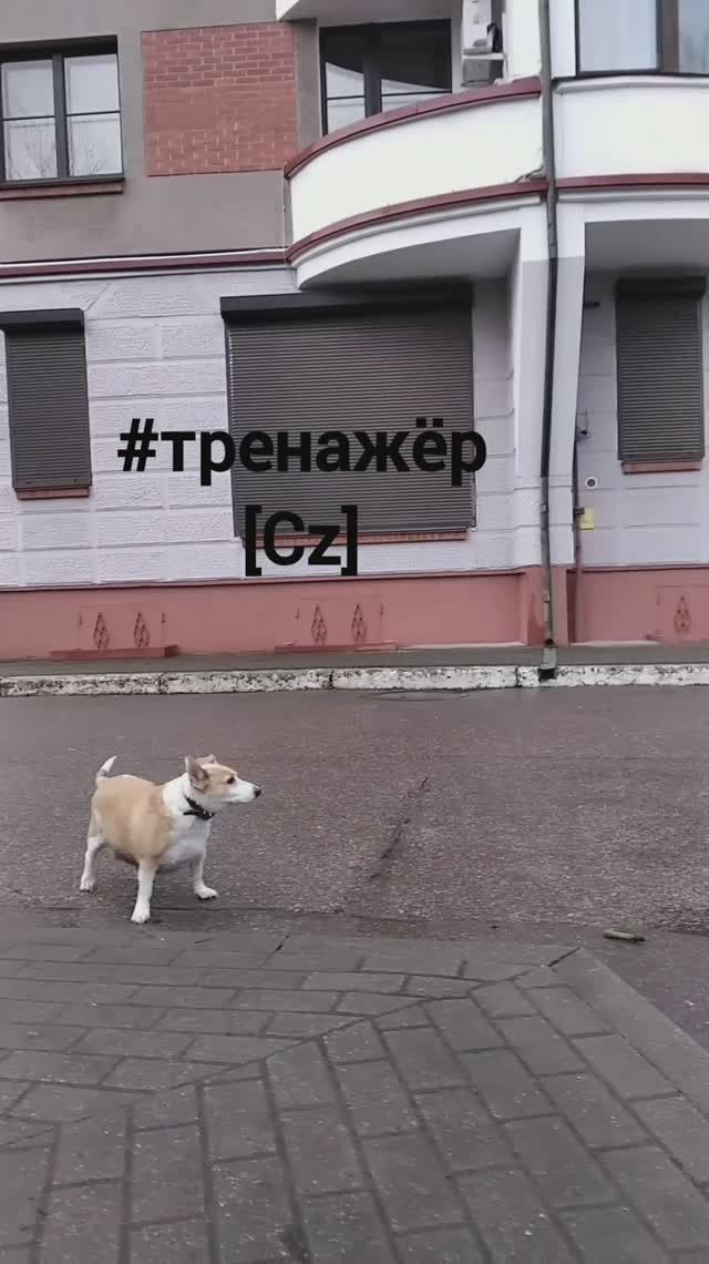 #польский_язык 📚✍️❤️ #Скороговорка_с_переводом_и_произношением🐕_#шорт