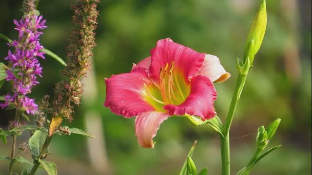 Лилейники 2024