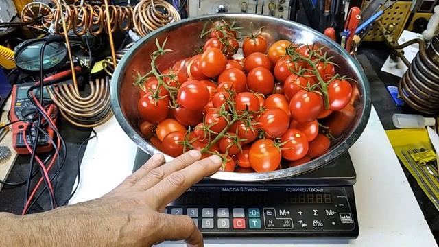 Гидропоника. ВЕСТИ С ПОЛЕЙ. Посмотрим сколько с одного куста))) Первое взвешивание.