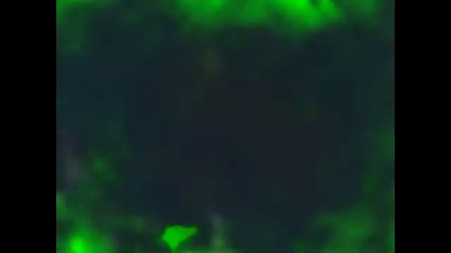 Student - Sound Rainbow IV Divine Chartreuse.