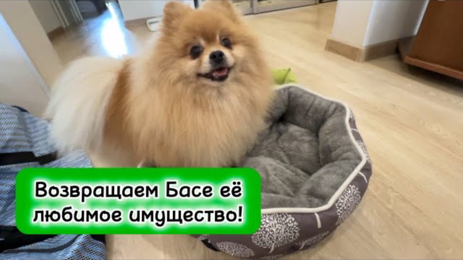 Возвращаем Басе её любимое имущество!